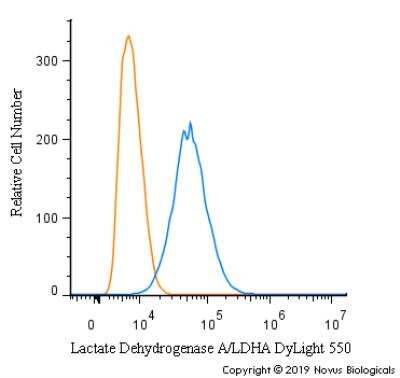 Lactate Dehydrogenase A/LDHA Antibody [DyLight 550] (NBP1-48336R ...